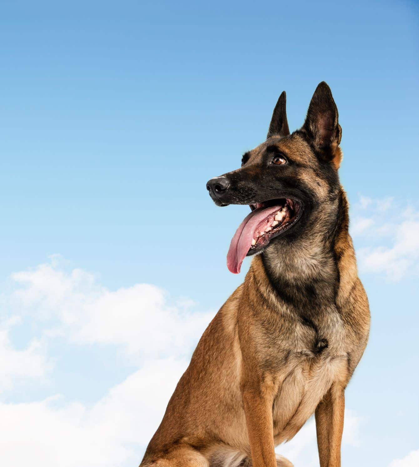 About Us | Innovative K9 Academy