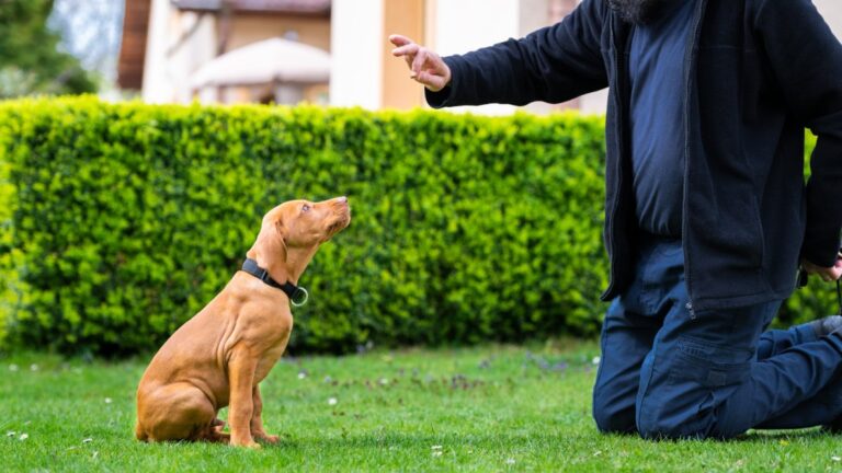 How Early Puppy Training Shapes a Lifetime of Good Behavior